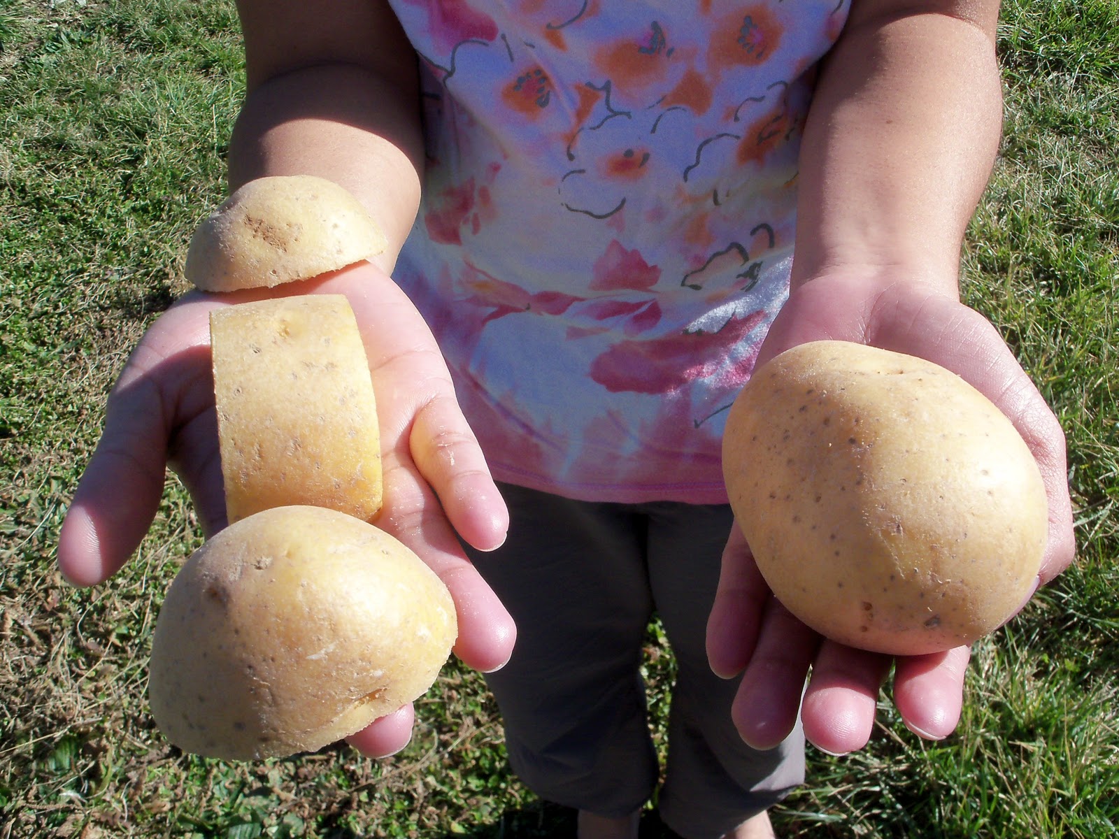 Potatoes ( How To Grow White Irish Potatoes ) | Garden The Easy Way