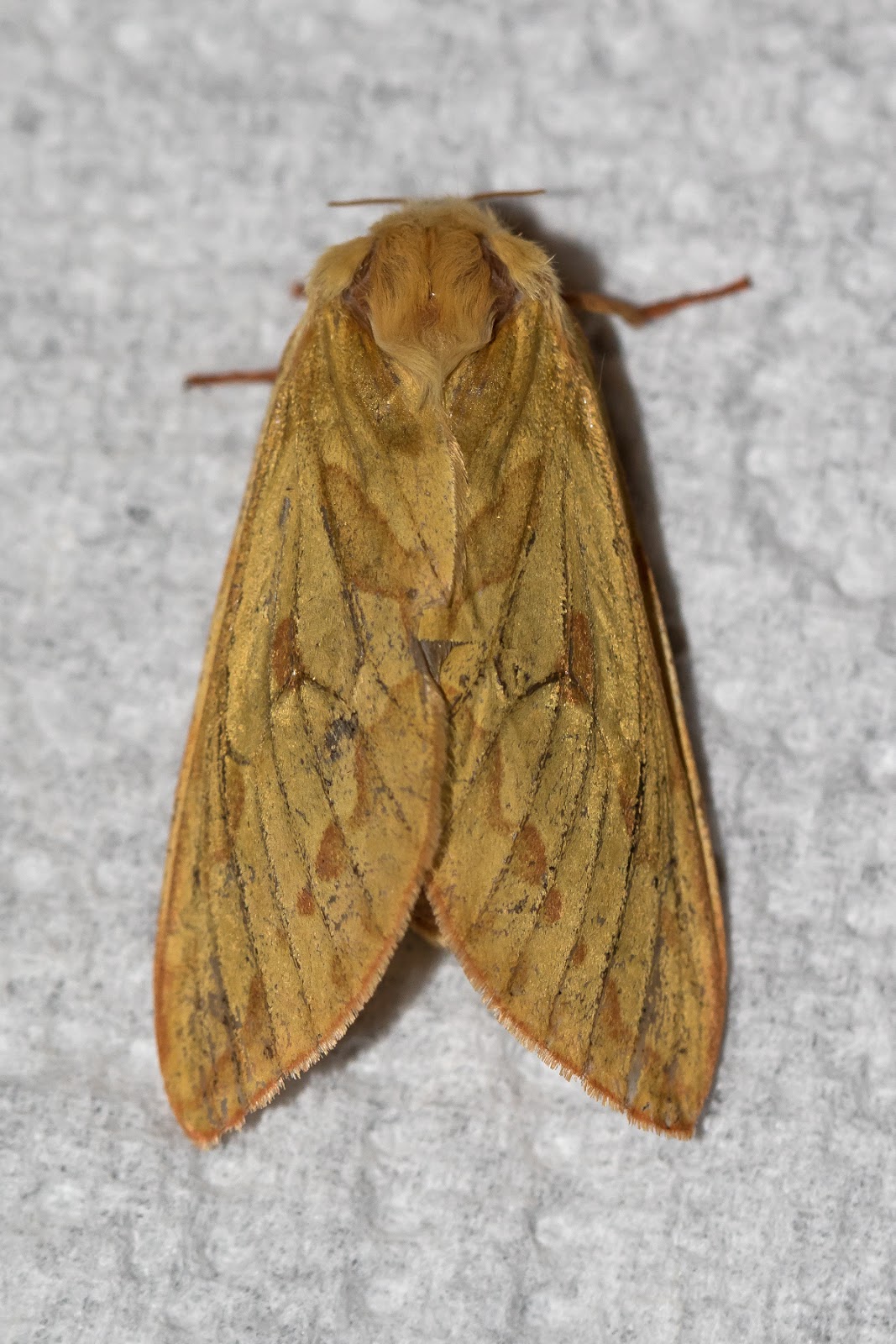 Butterflies, Dragonflies, Moths & other Insects: Ghost Moth
