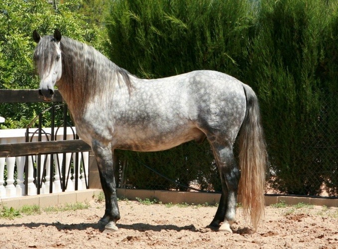 Raza Andaluz: Caballo Andaluz