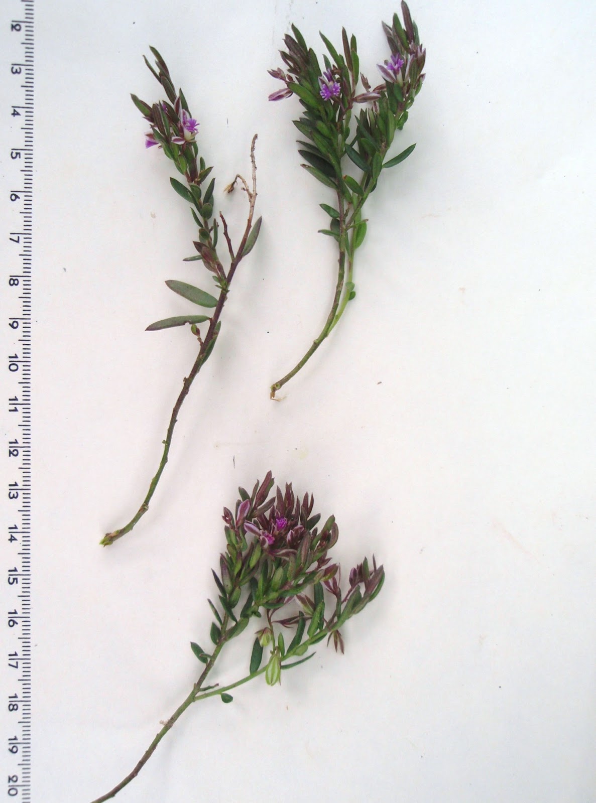 HERBARIO VIRTUAL DE BANYERES DE MARIOLA Y ALICANTE: Polygala rupestris ...