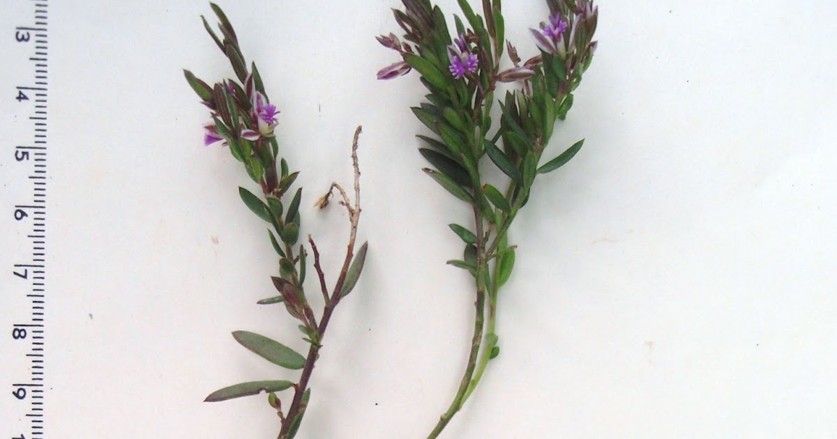 HERBARIO VIRTUAL DE BANYERES DE MARIOLA Y ALICANTE: Polygala rupestris ...