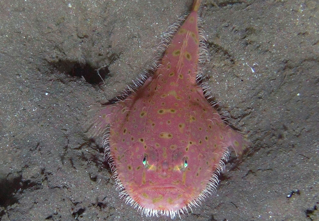 Species New to Science: [Ichthyology • 2016] Revision of Southern ...