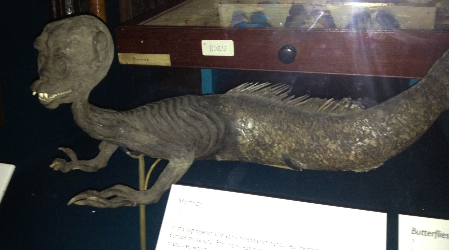 Cali Anthropology Girl: CAG on museums: Taxidermy at the Hancock Museum