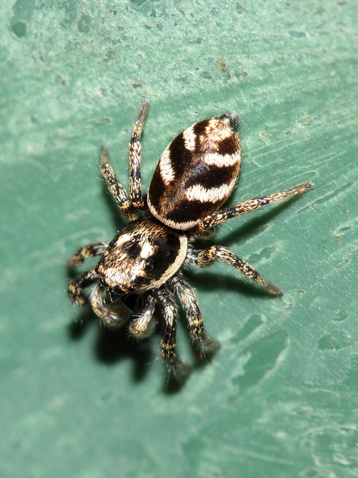 Chateau Moorhen..... goes south!: February bugs