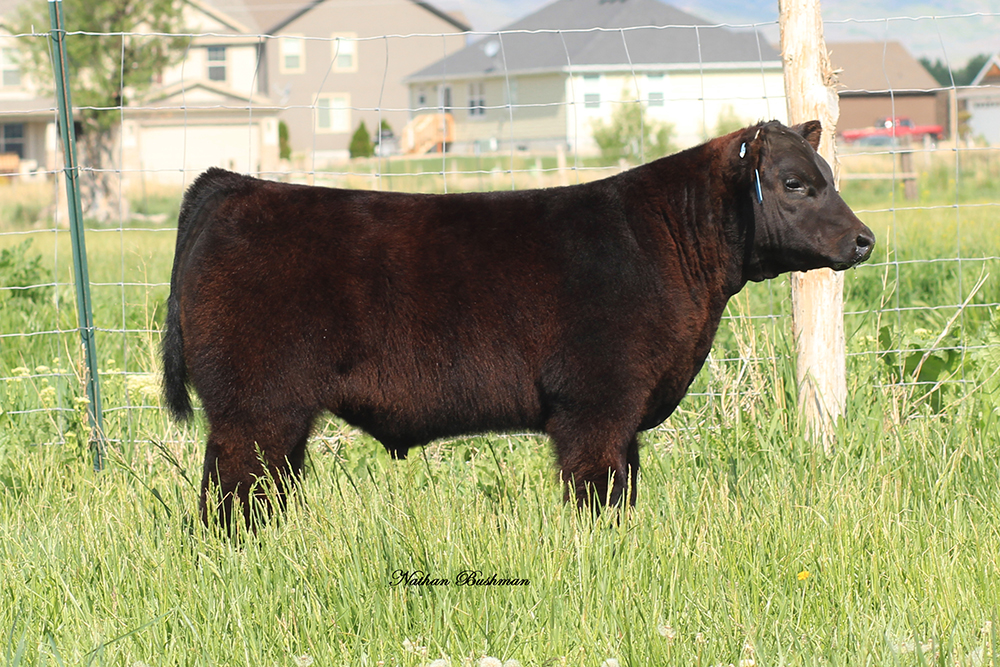 Bushman Cattle Company: Monopoly Money Bull Prospect