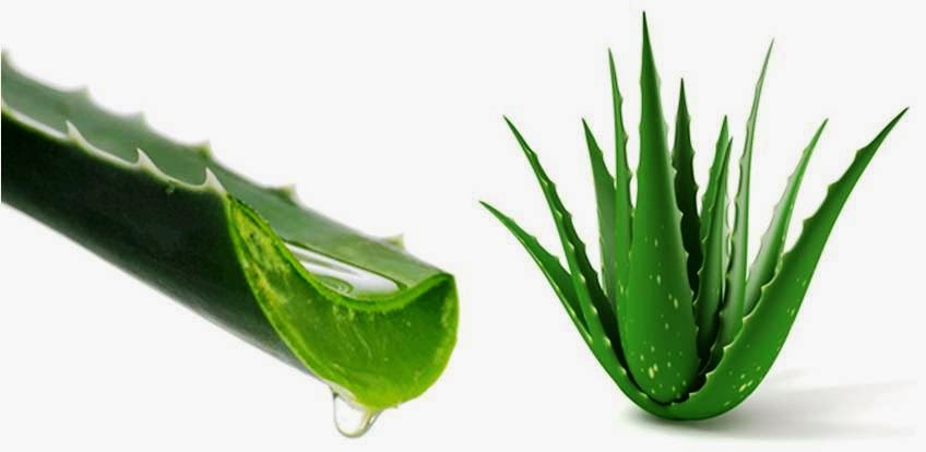 7 Amazing Uses for Aloe Vera ... ~ Your Health and Weight Loss Tips
