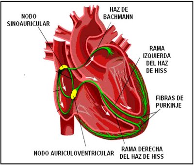 cardiopulmonares- ucv: Sistema de conduccion