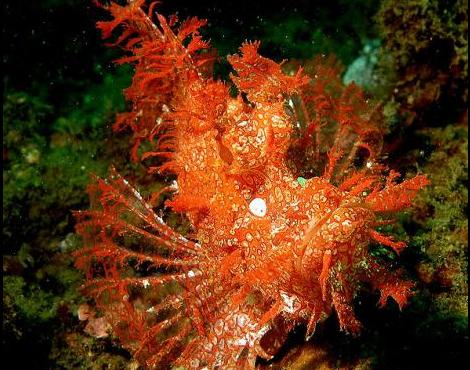 Scorpion Fish