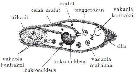 Protista Seolah-Olah Binatang (Protozoa) - Atap Ilmu