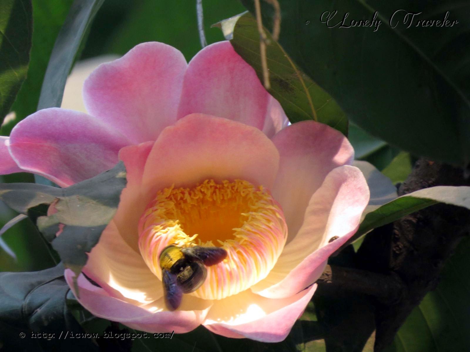 Majestic Heaven Lotus - Gustavia augusta