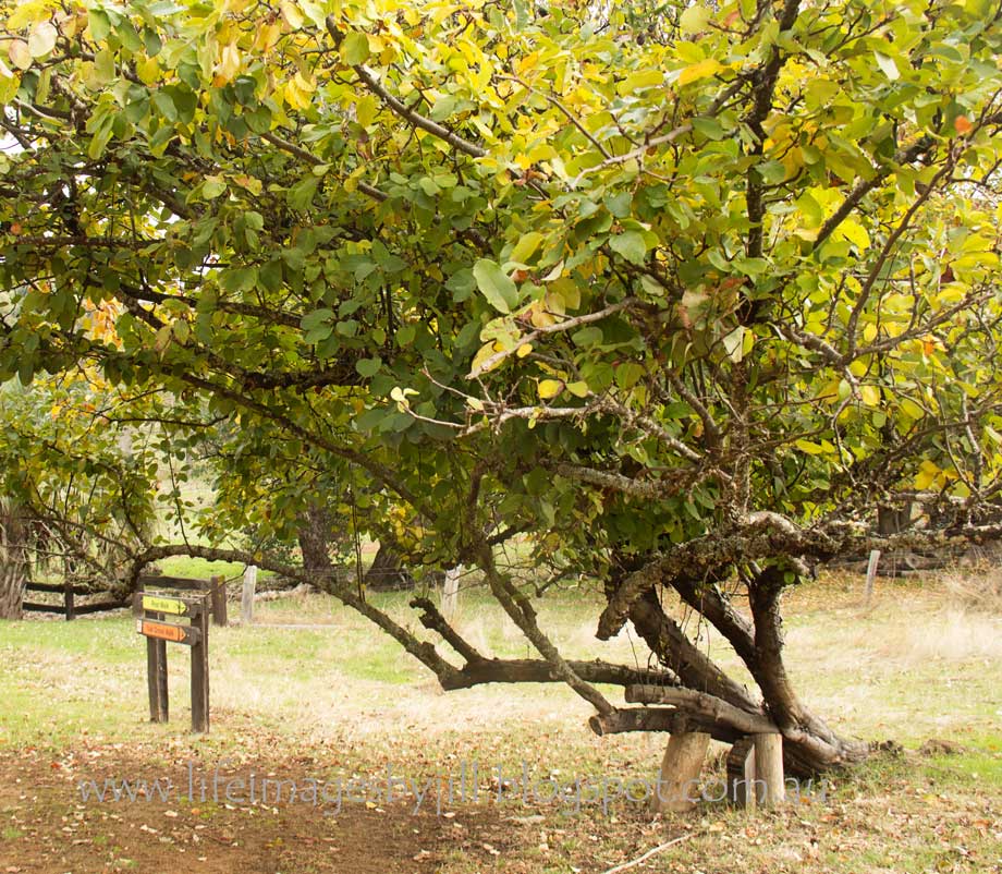 Life Images by Jill: The Quince - symbol of love in ancient Greece and Rome