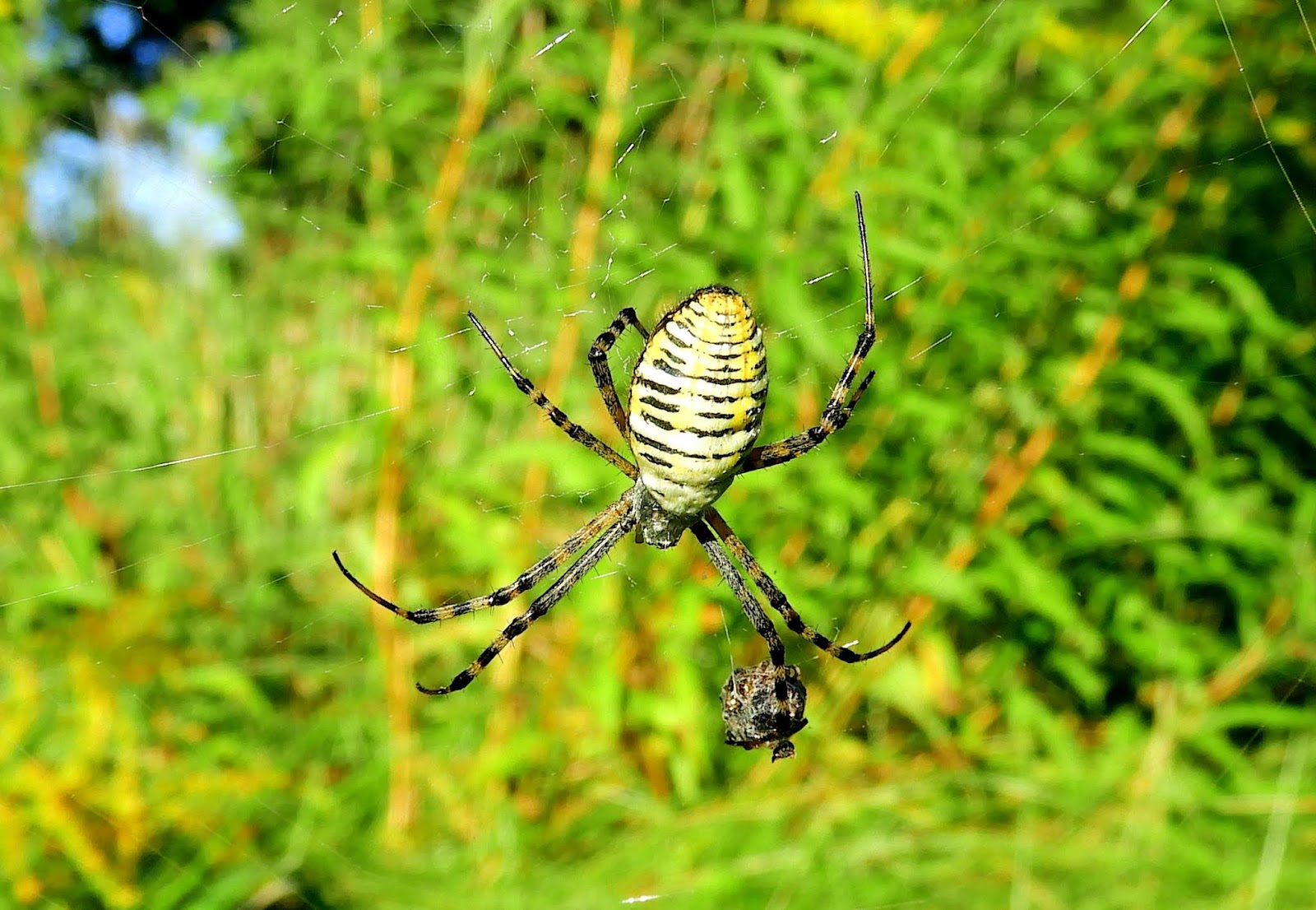 Annual Visit of Waterloo Region Nature to SpruceHaven - Travels With Birds