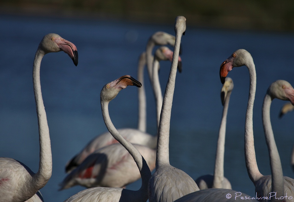 Pescalune Photo: November 2012