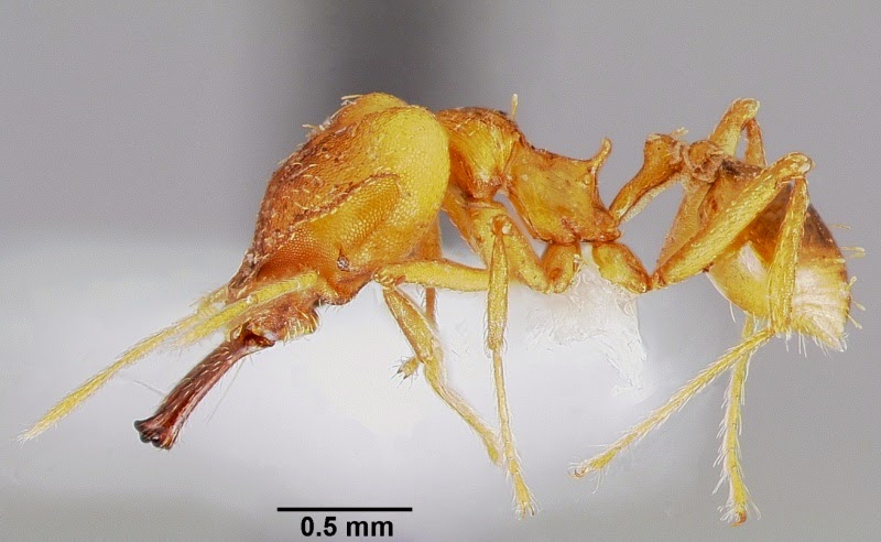 Variety of Life: Strumigeniti