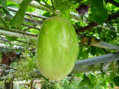 Los Beneficios de las Frutas