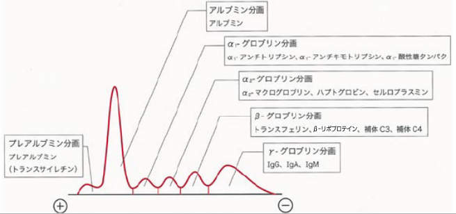 わからない子 血清タンパクについて