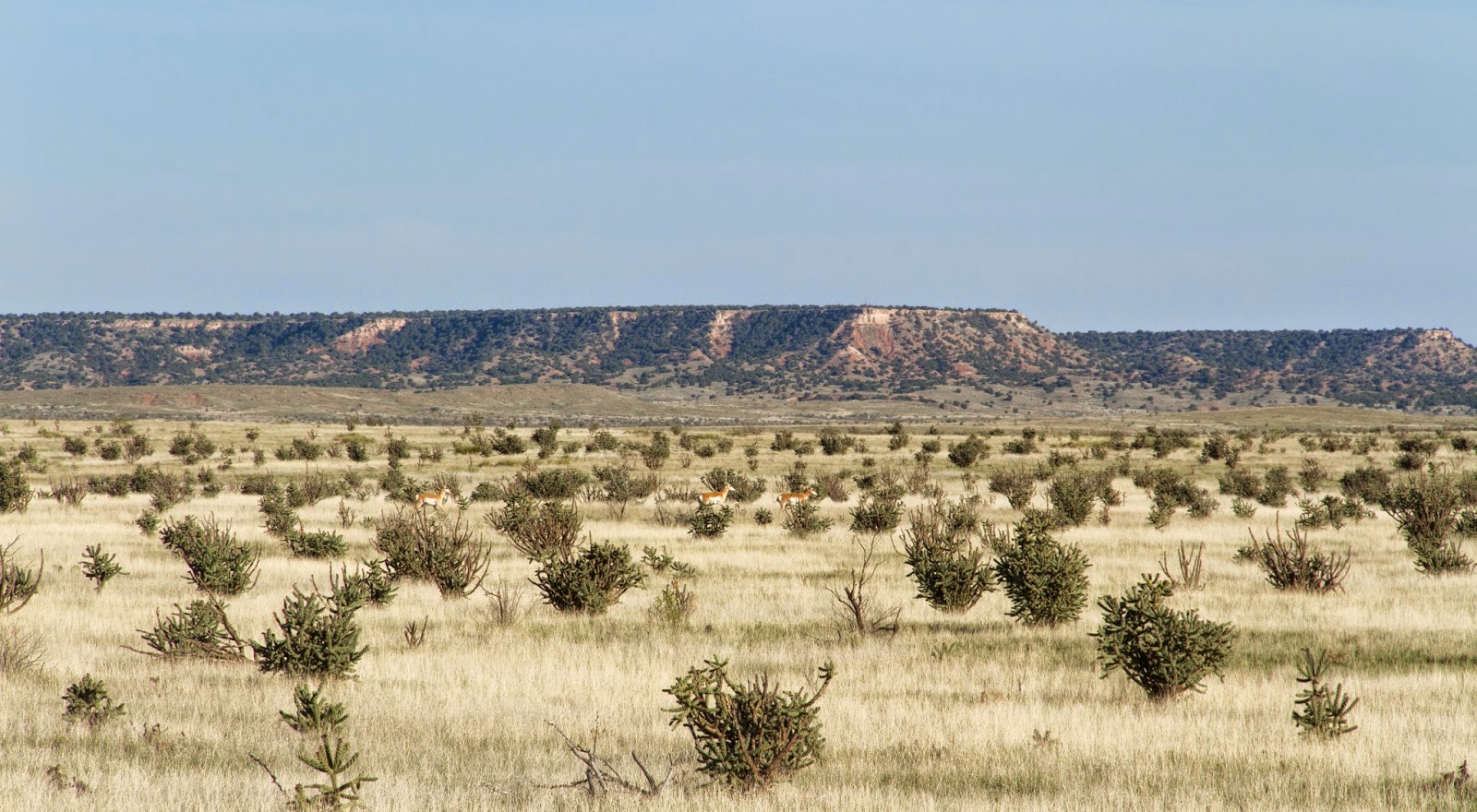 Corrales Chronicles: The Texas Panhandle, Part 1: Wide Open Spaces