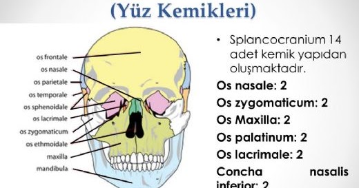 bilgievlerim: Yüz Kemiklerinin Anatomisi Hakkında Çok Önemli Bilgiler