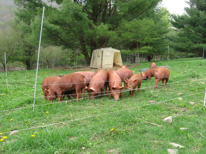 Missouri Beginning Farming: Raising Pastured Pigs – A Video Series for ...