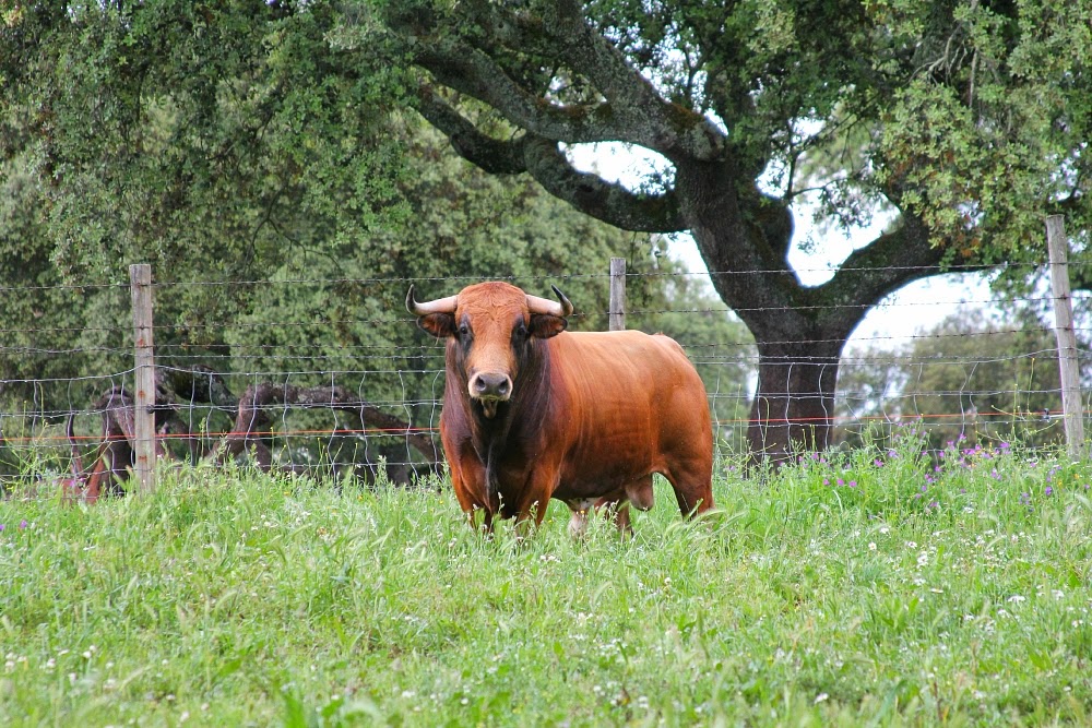 Diário Taurino: Os Charruas para a próxima corrida em Lisboa! (C/Fotos)
