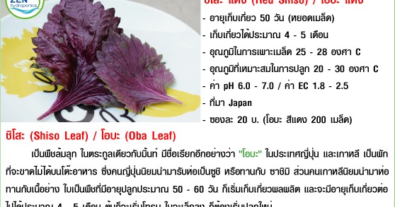 ZEN HYDROPONICS: ชิโสะแดง (Red Shiso Leaf)