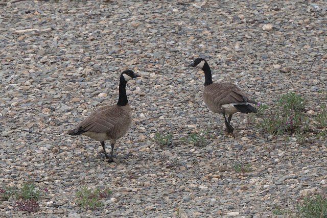 Alaska - 8th June (Day 12) | Focusing on Wildlife