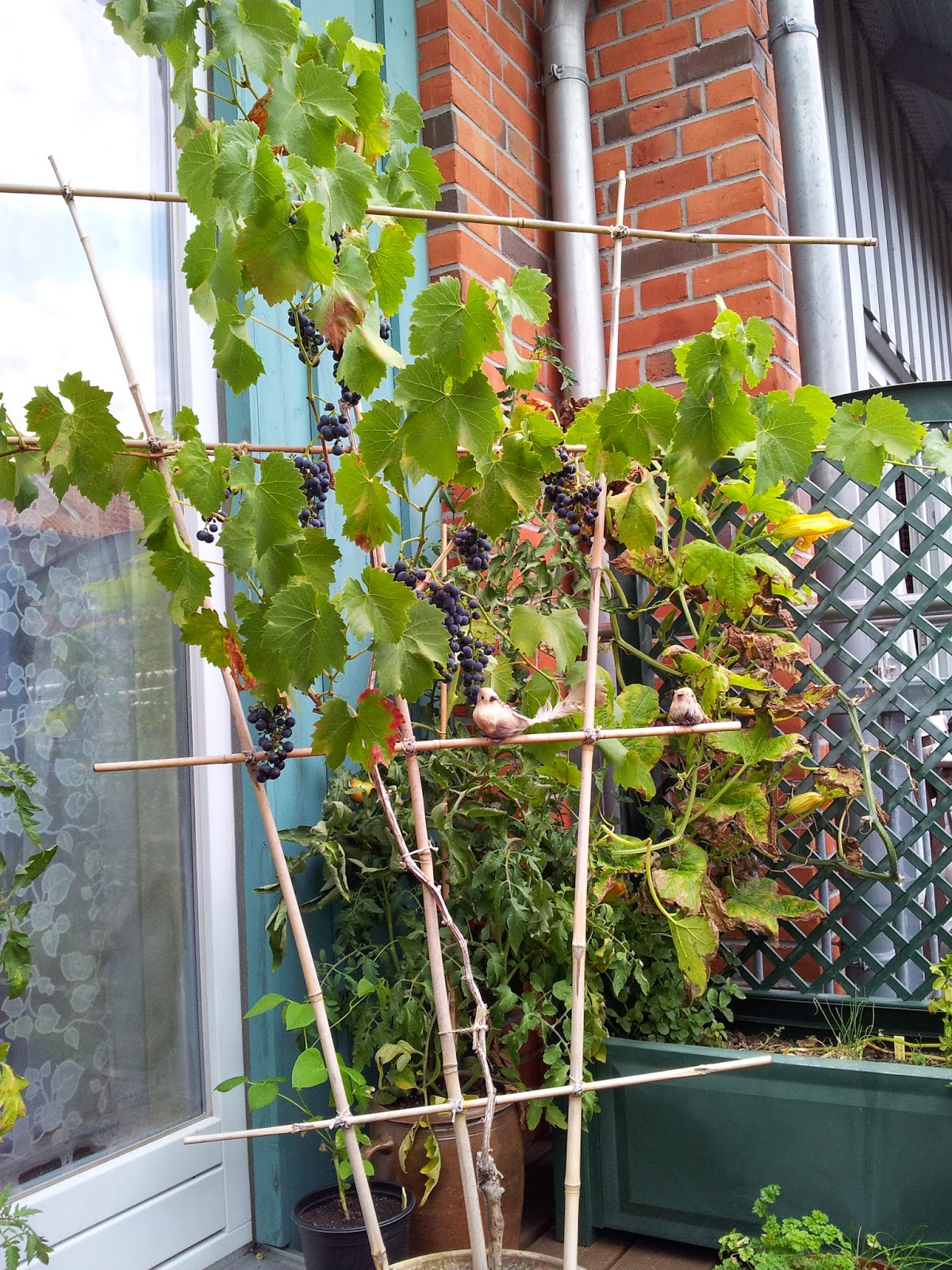 Balkonernte - Ein Balkongärtner baut Gemüse auf dem Balkon an.