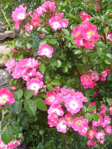 Ma Planète Jardin: 'American Pillar', un rosier ancien à l'allure champêtre