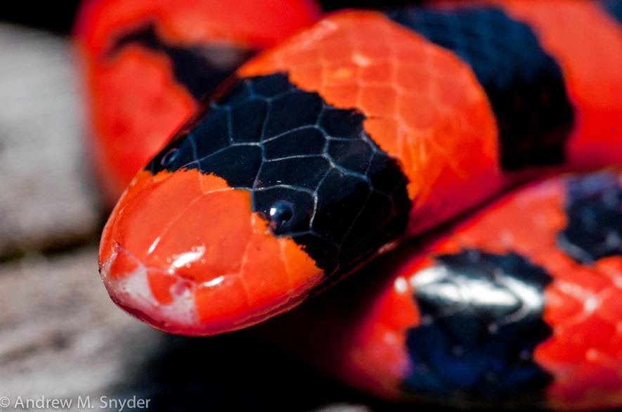 AnliKira: Red Pipe Snake (Anilius scytale) Photograpy