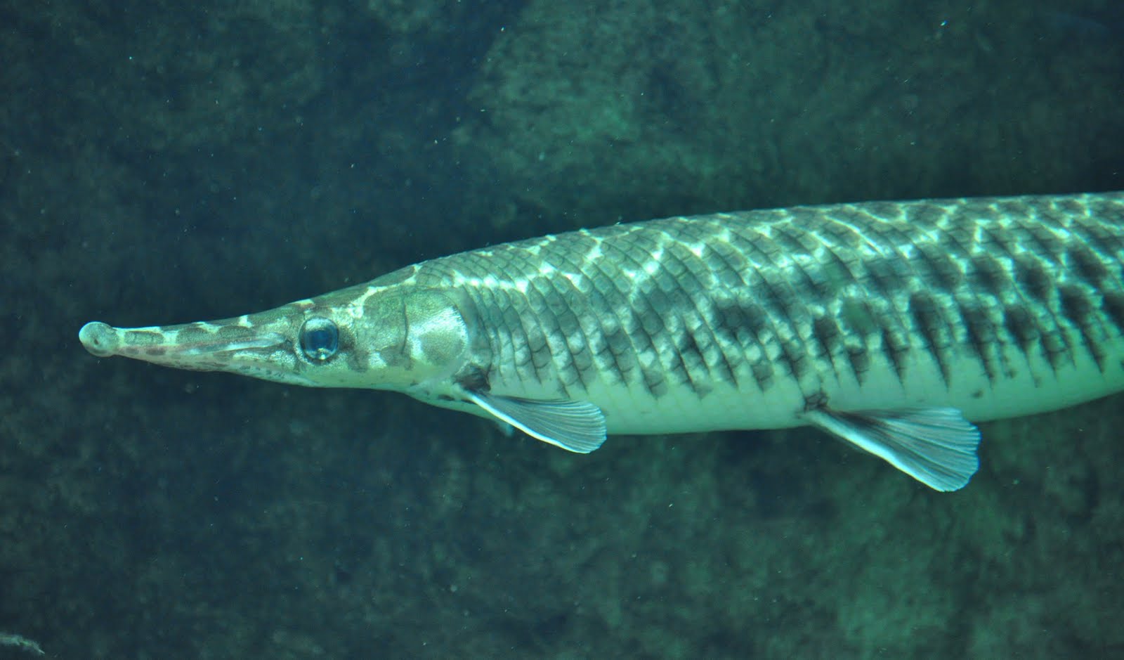 ZOOTOGRAFIANDO (6.096 ANIMALS): PEZ CAIMÁN (Lepisosteus osseus)