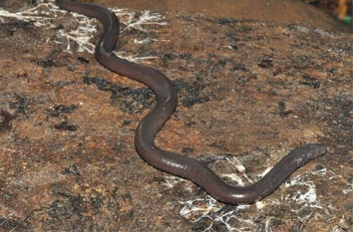 Grymvald Gazetteer: Flora & Fauna Friday - Frogs, Legless Amphibians ...