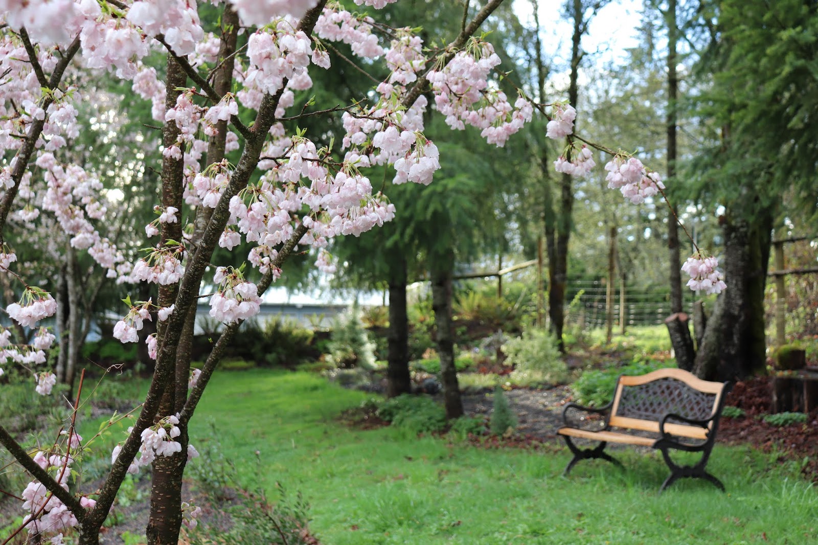 The Early April Garden