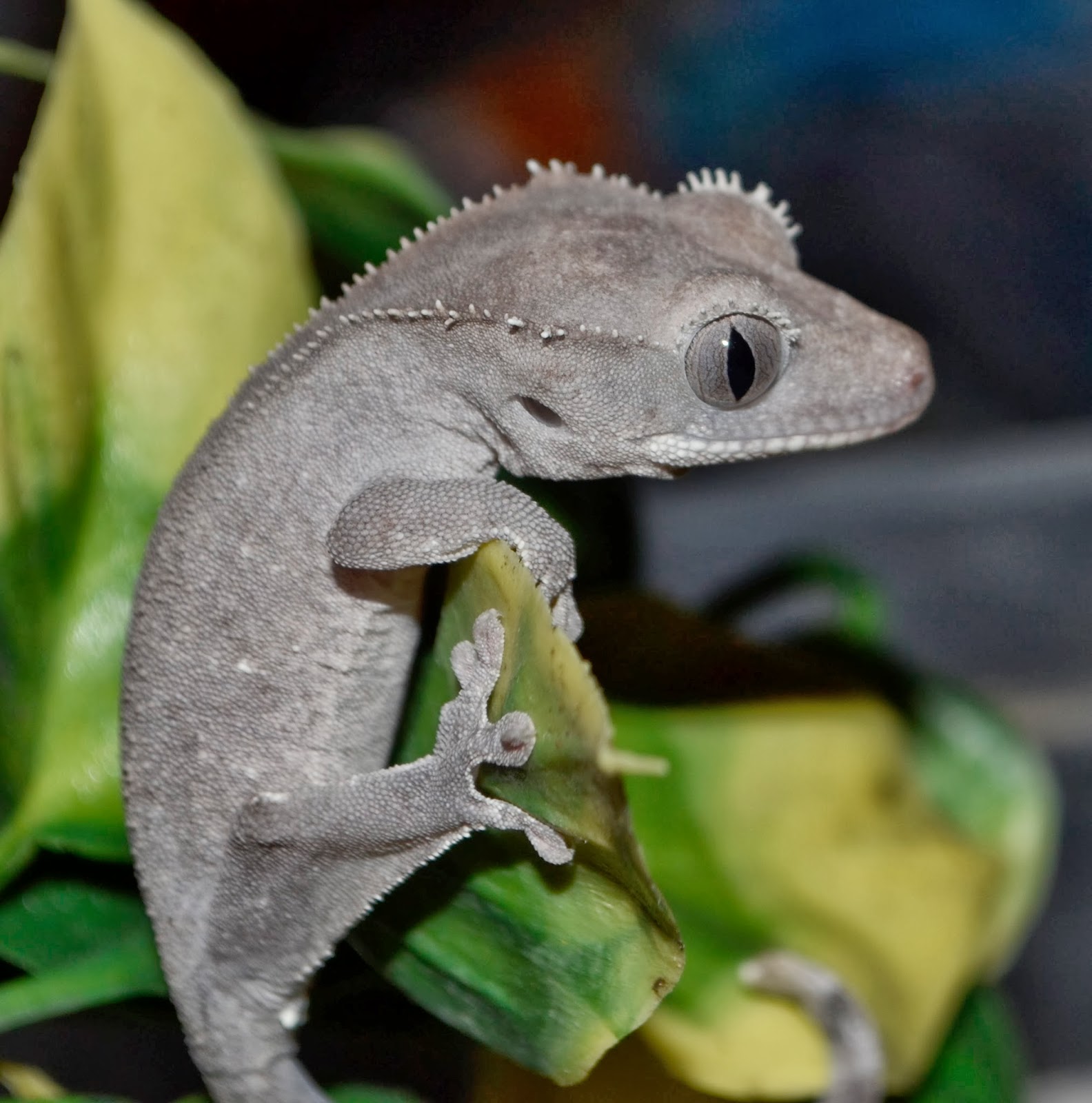 Crested Geckos Blog: It's been a while....