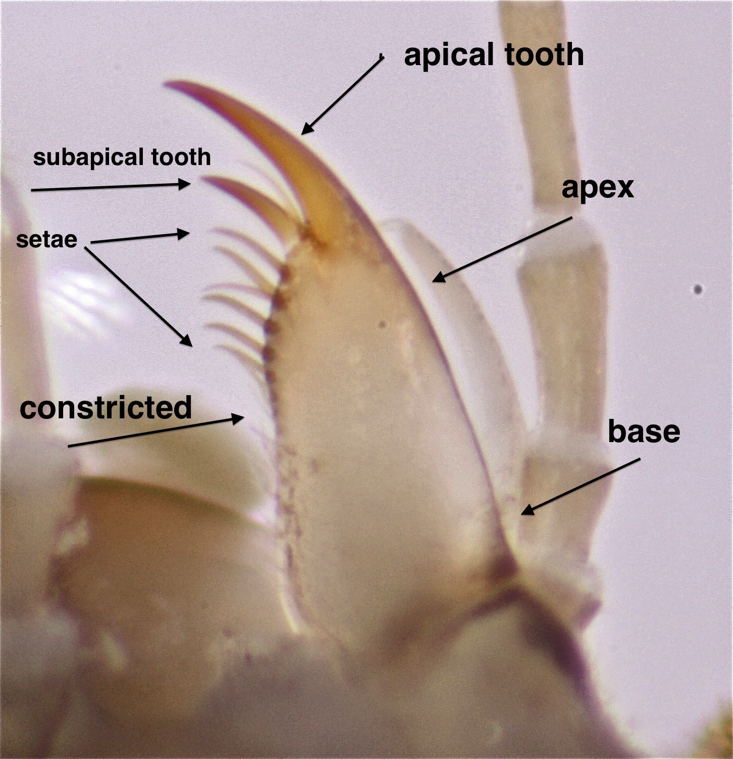 Aquatic Insects of Central Virginia: The importance of laciniae in ...