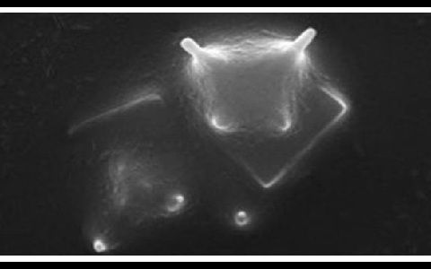 Planeta Extremista: CIENTISTA FOTOGRAFA ORGANISMO ALIENÍGENA ...