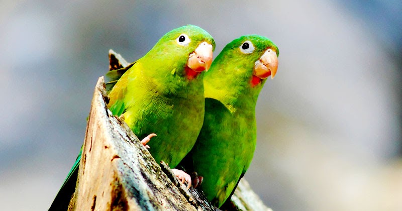 The Grey-cheeked Parakeet & Other Brotogeris: Genus Brotogeris