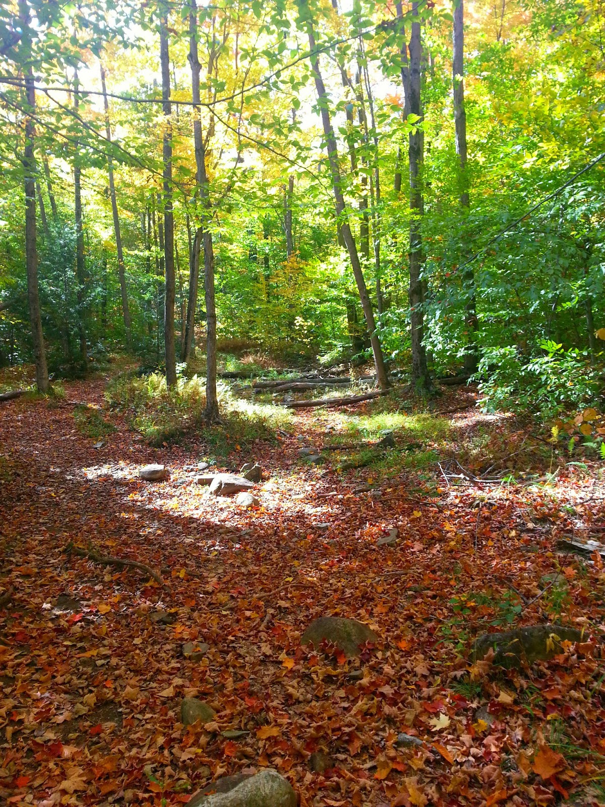 Simply Franee: Black Mountain, Clemons NY