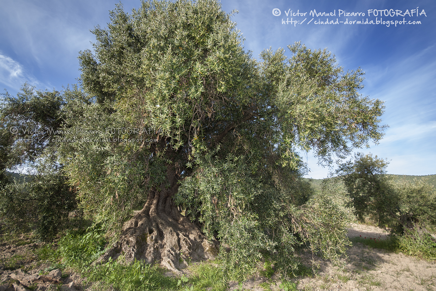 Ciudad-dormida: Árboles Singulares de Extremadura, paseando entre ...