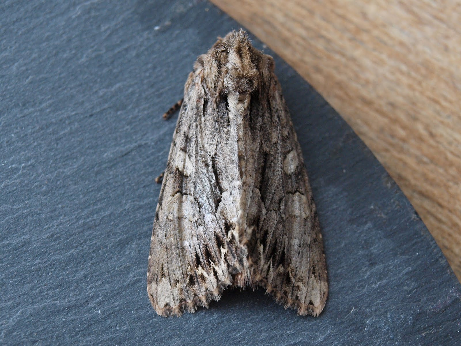 Ragged Robin's Nature Notes: More New Moth Species for the Year