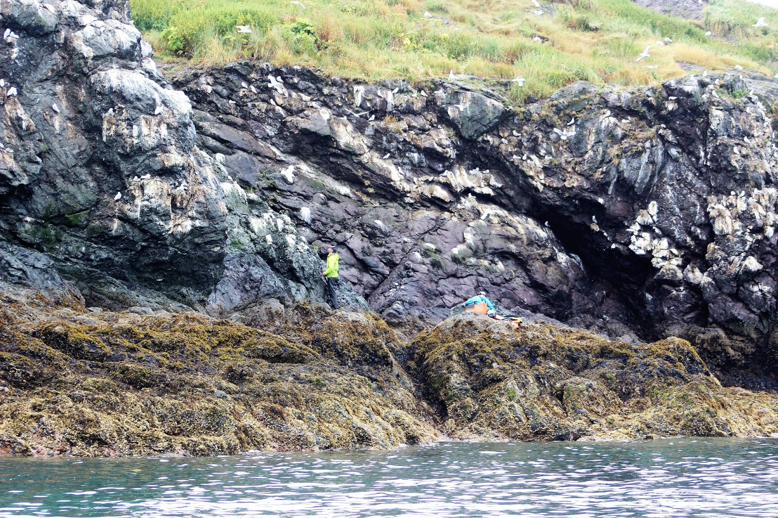 Souvenir Chronicles: HOMER, ALASKA: GULL ISLAND