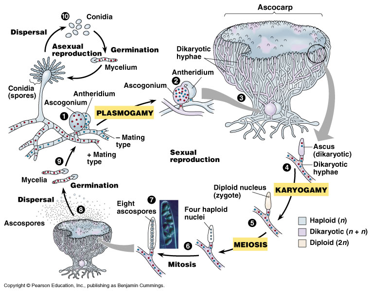 Pengertian Fungi | Science Blog