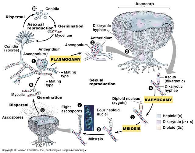 Pengertian Fungi | Science Blog