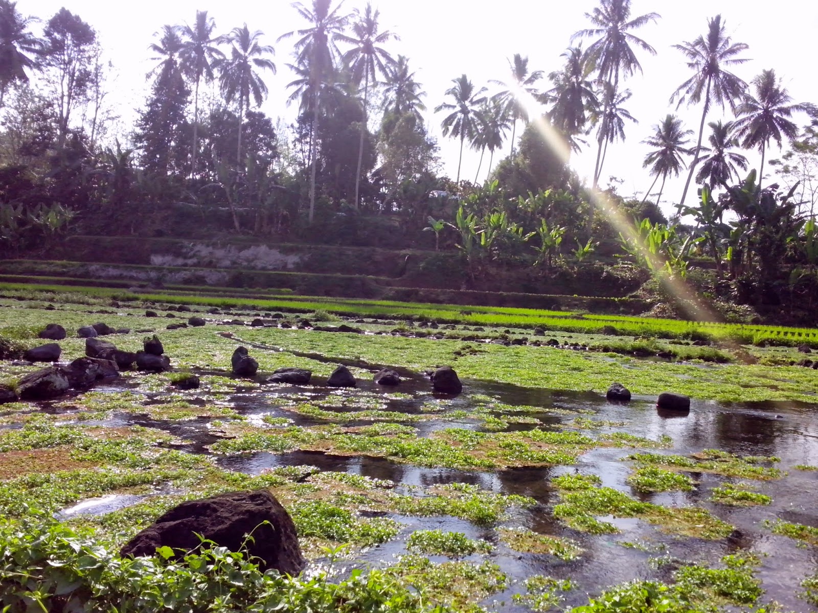 Lampung Traveller: Puasnya Langui di Pemandian Way Beghak (WB)