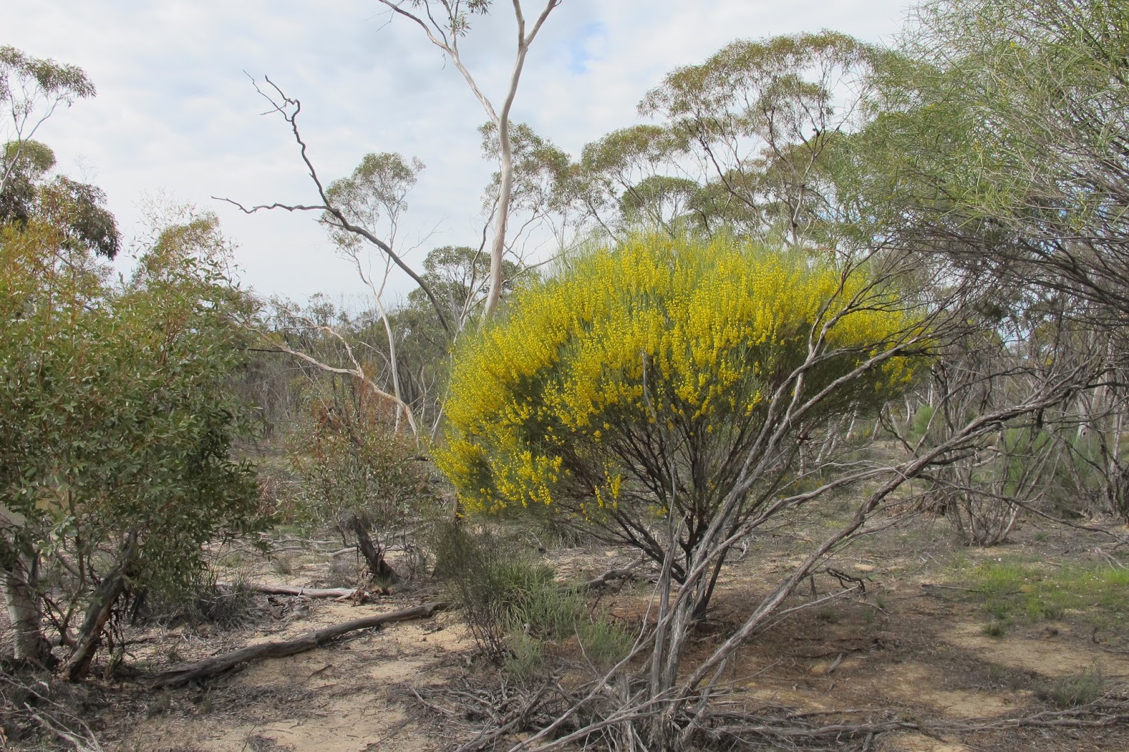 Ungardened Moments: Western Australian bush