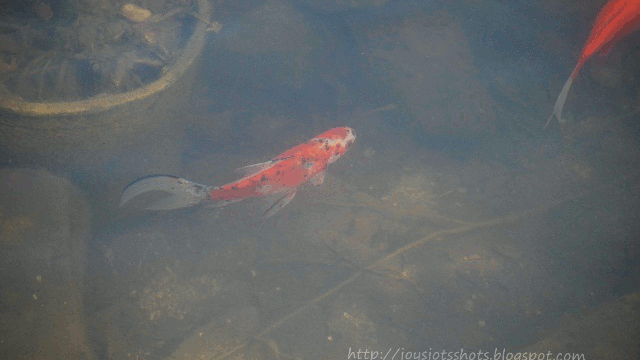 Joy's Jots, Shots & Whatnots: Creating Animated GIFS with GIMP & PhotoScape