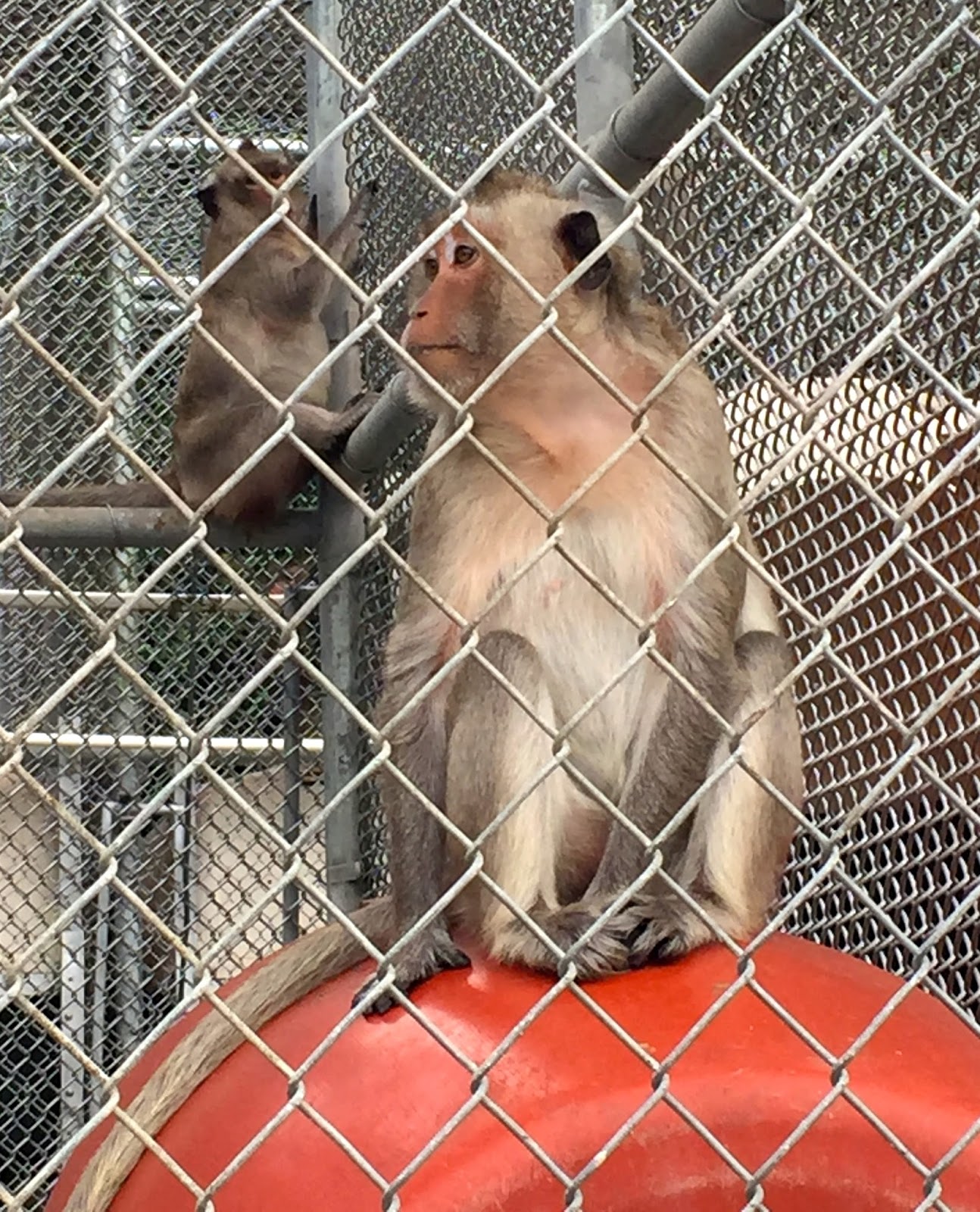 Prairie Girl in the Big, Scary World: Monkey Mania at The Suncoast ...