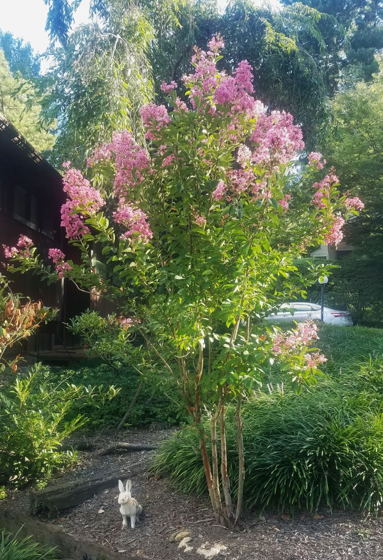Future Plants by Randy Stewart: Crape Myrtles
