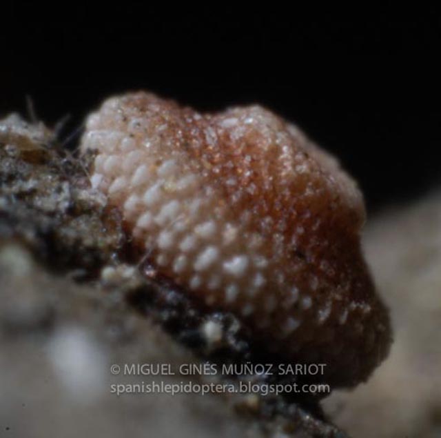 SPANISH LEPIDOPTERA PHOTOGRAPHY: LAEOSOPIS ROBORIS, UN RARO CASO DE ...