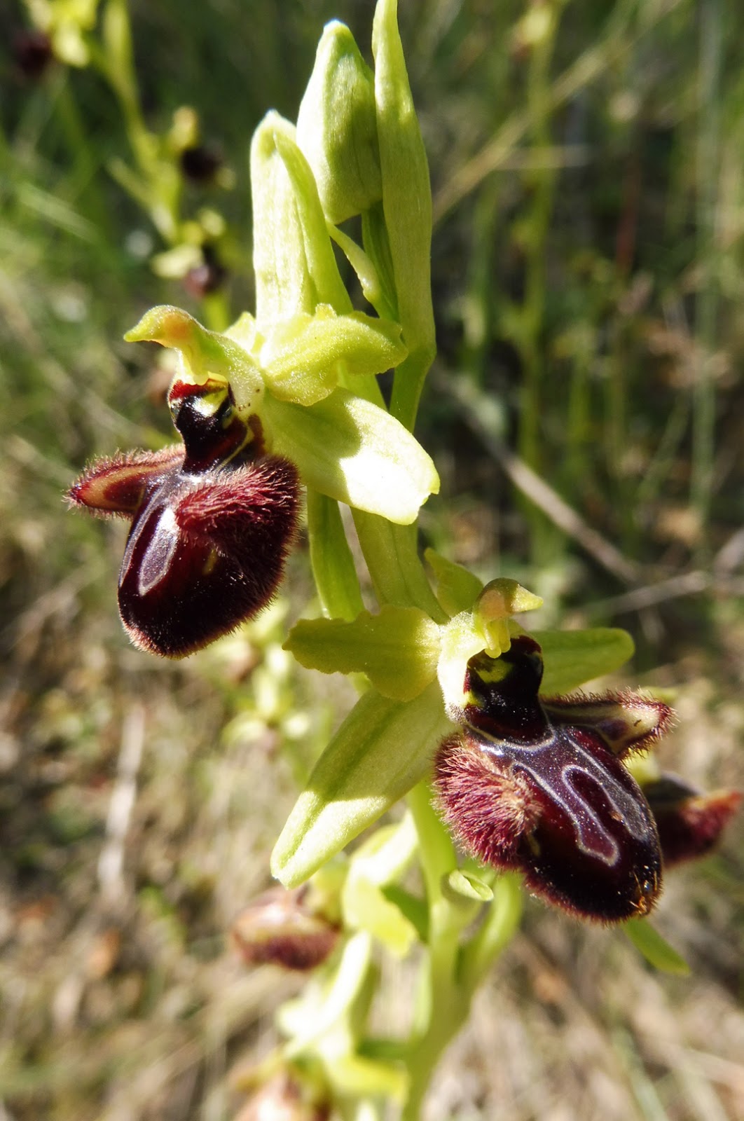 rocayflor: Ophrys incubacea
