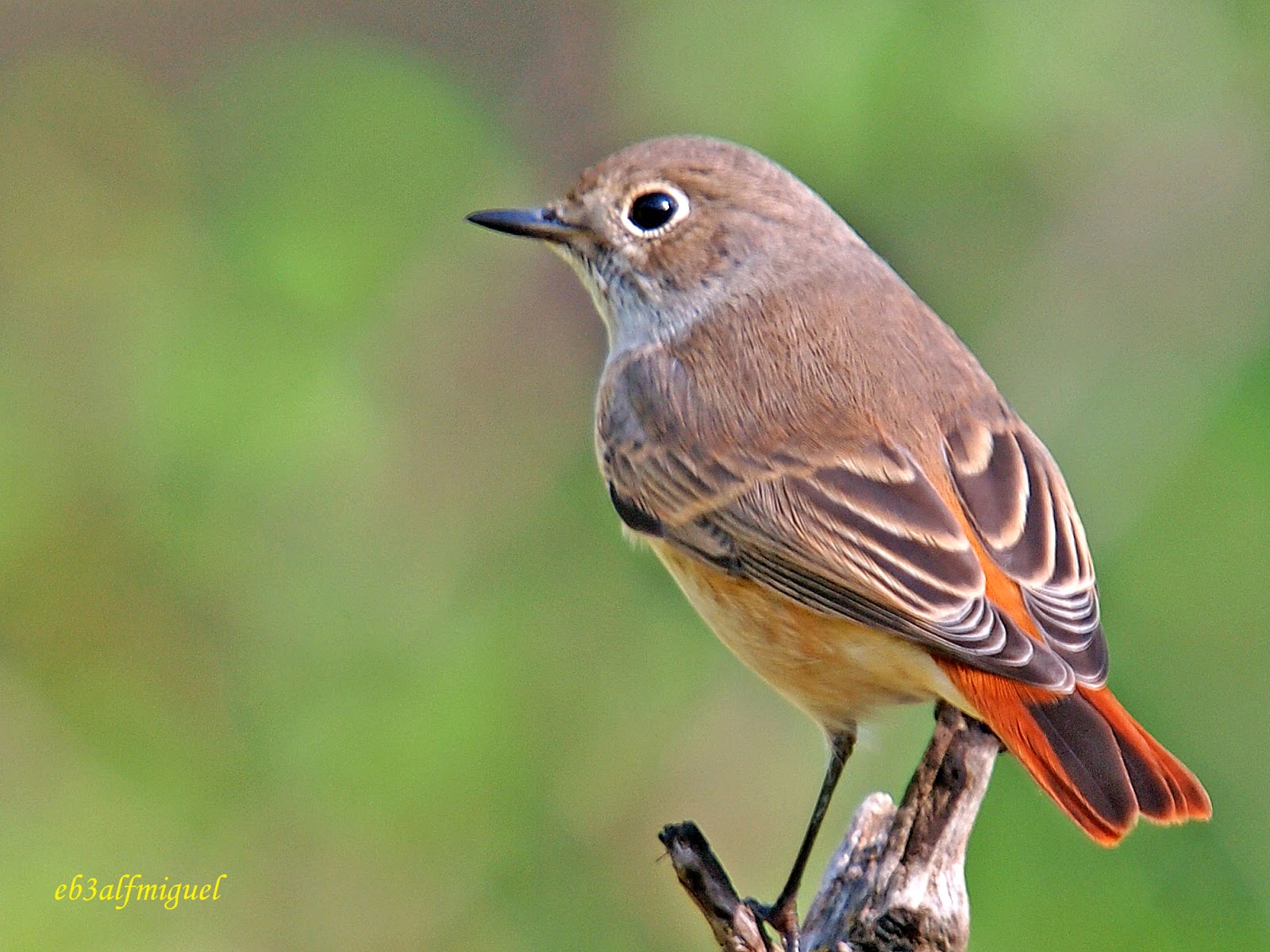 MIS AMIGAS LAS AVES: Hembra de Colirrojo creo que real (Phoenicurus ...